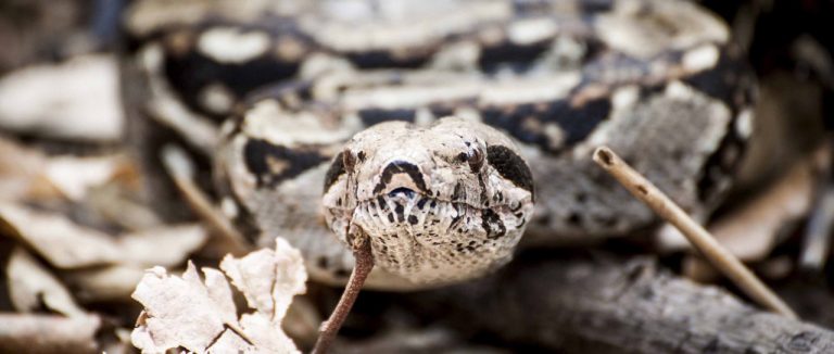 Keeping Yourself Safe From Snakes - Lumberjack RV